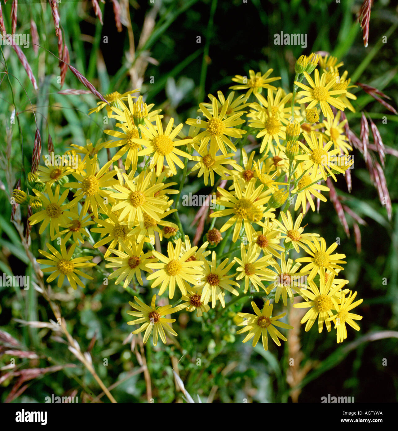 Hoary ragwort hi-res stock photography and images - Alamy