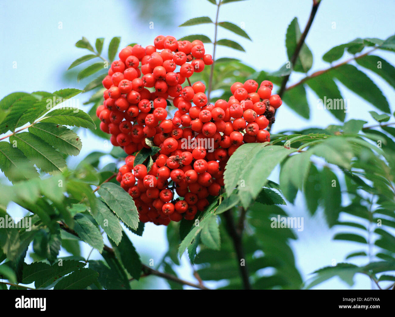 Rowan Ash / Mountain Ash Stock Photo - Alamy