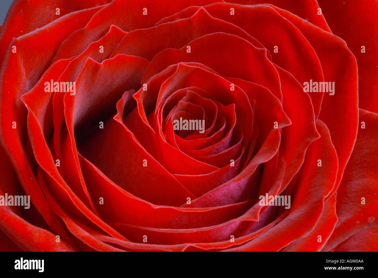 Single Red Rose Stock Photo - Alamy