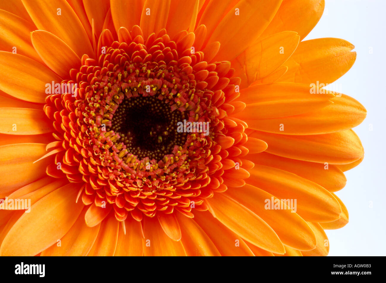 Gebera flower hi-res stock photography and images - Alamy