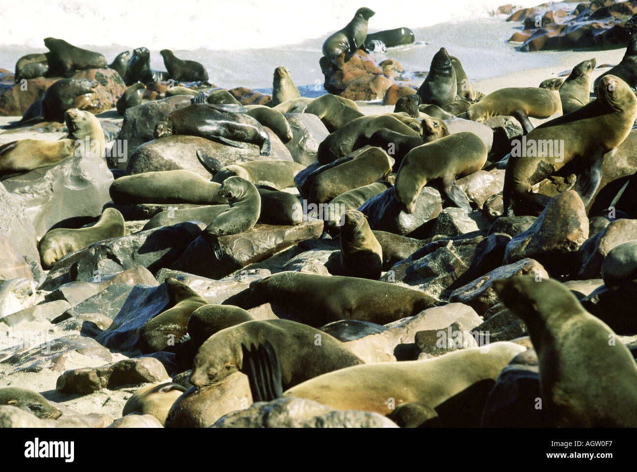 Fur seal colony Arctocephalus pusillus pusillus Cape Cross Namibia ...