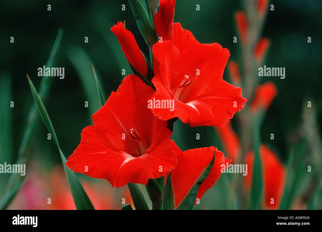 Gladiolus gladiola hi-res stock photography and images - Alamy