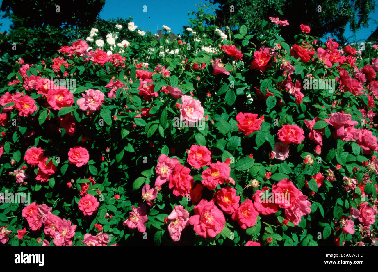 Rose of lancaster hi-res stock photography and images - Alamy