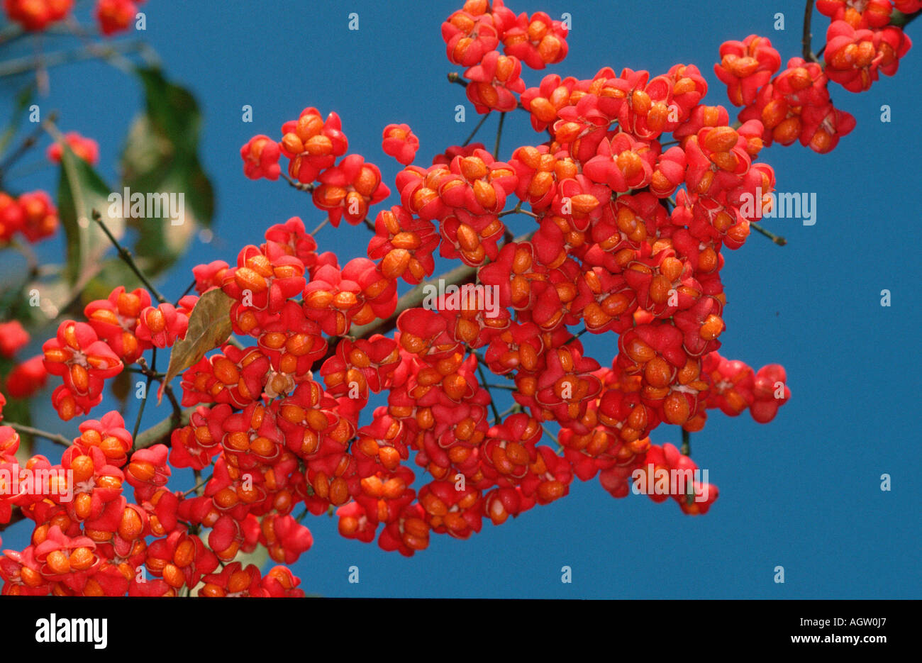 Spindle branch hi-res stock photography and images - Alamy