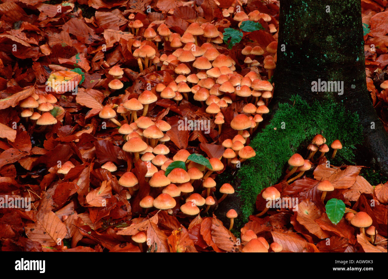 Sulphur tuft tufts hi-res stock photography and images - Alamy