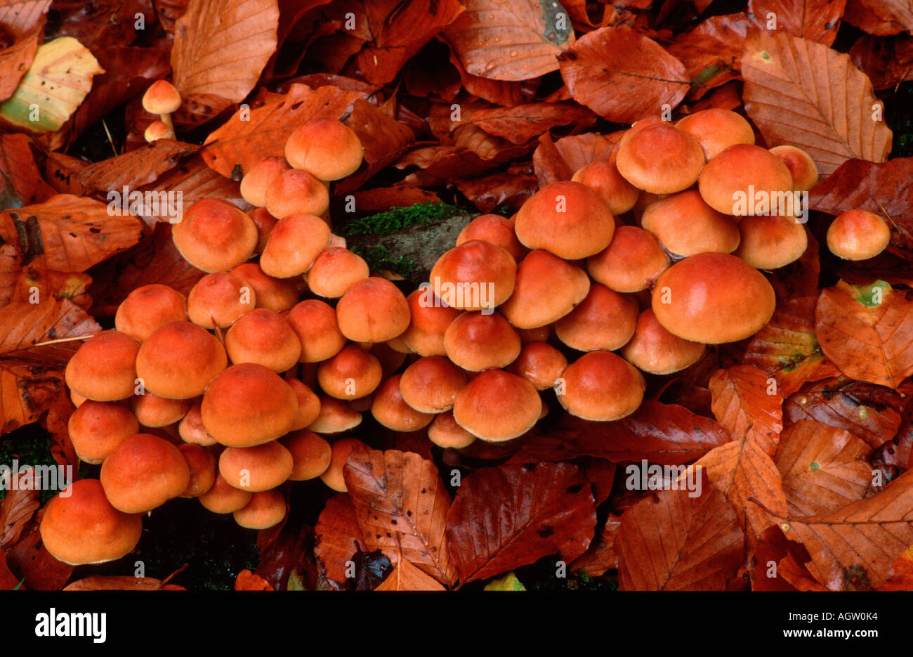 Sulphur tuft tufts hi-res stock photography and images - Alamy