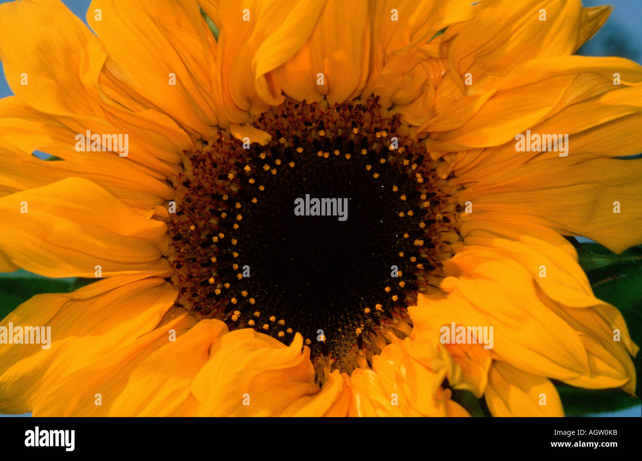 Russian giant sunflower hi-res stock photography and images - Alamy