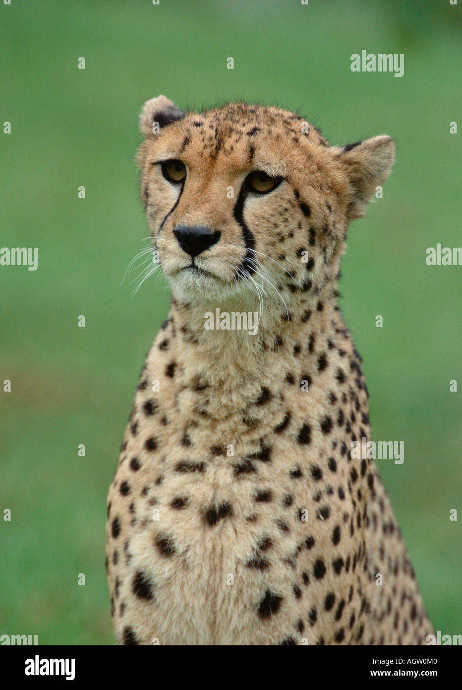 Single adult cheetah sitting hi-res stock photography and images - Alamy