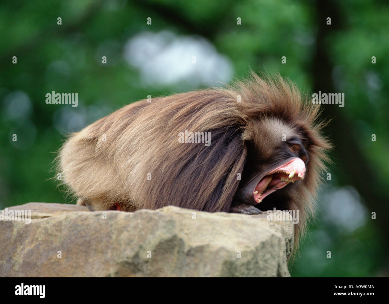 Gelada baboon display hi-res stock photography and images - Alamy
