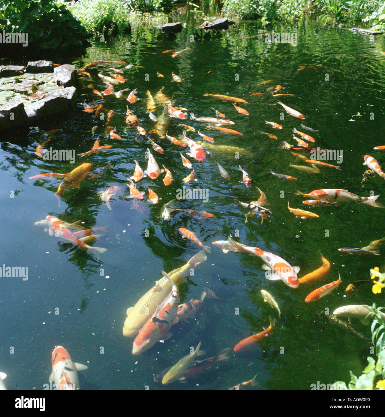Koi pond square hi-res stock photography and images - Alamy