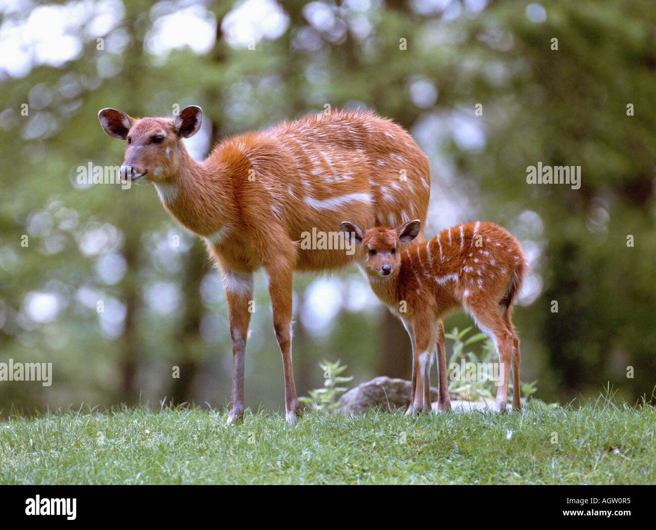 Sitatungas hi-res stock photography and images - Alamy