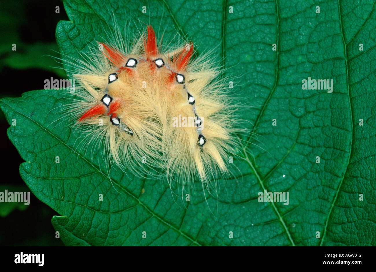 Sycamore caterpillar hi-res stock photography and images - Alamy