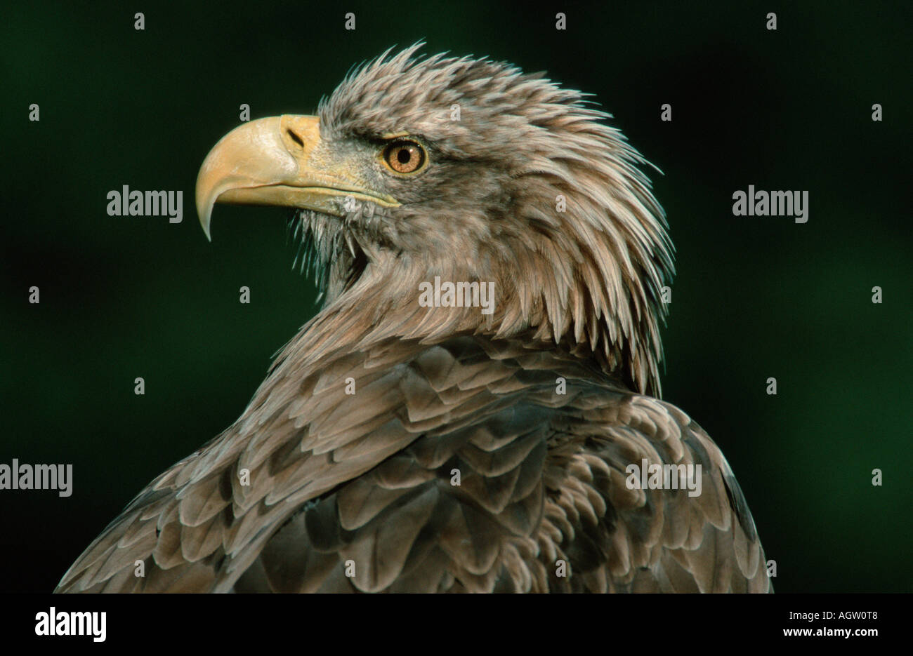 White-tailed Sea Eagle Stock Photo - Alamy