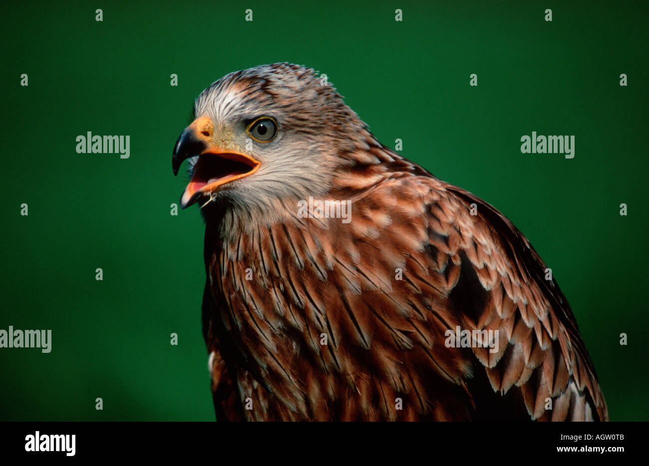 Portrait format red kite hi-res stock photography and images - Alamy