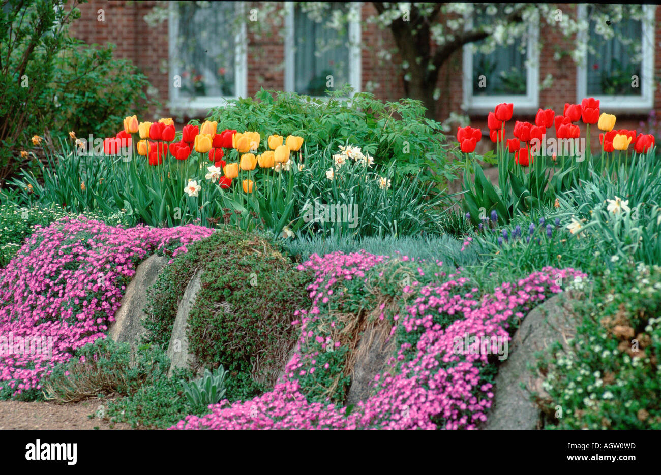 Tulips in rock garden hi-res stock photography and images - Alamy