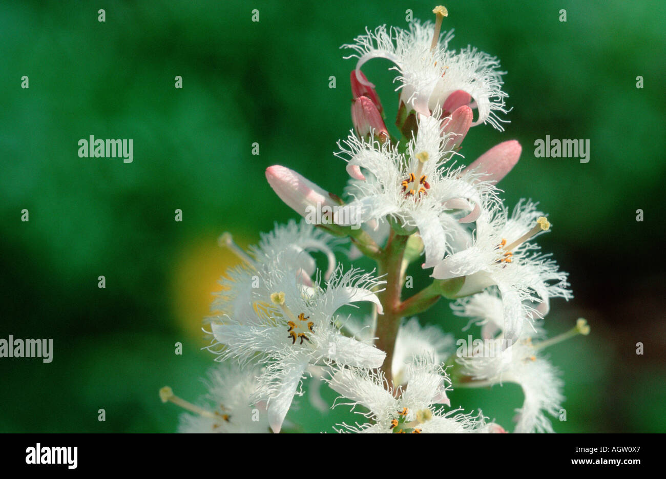 White flowers of bogbean hi-res stock photography and images - Alamy