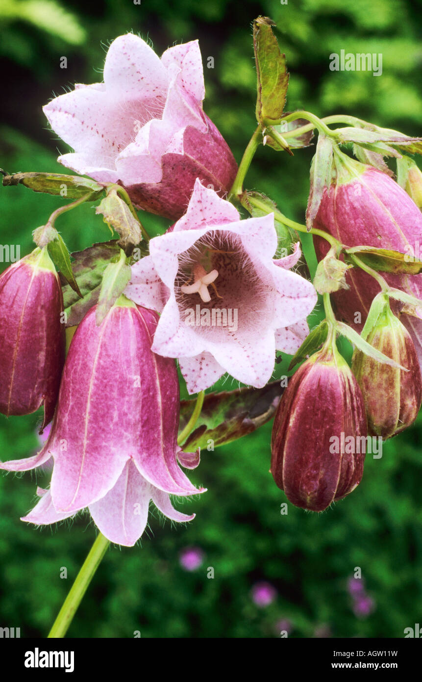 Campanula punctata Cherry Bells Stock Photo - Alamy