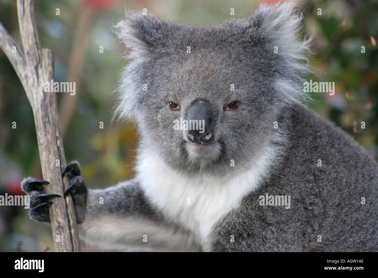Australia landscape koala bear hi-res stock photography and images - Alamy