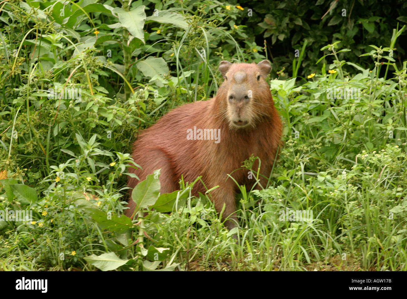 Capibara in the pampas Bolivia s Amazon Basin Stock Photo - Alamy