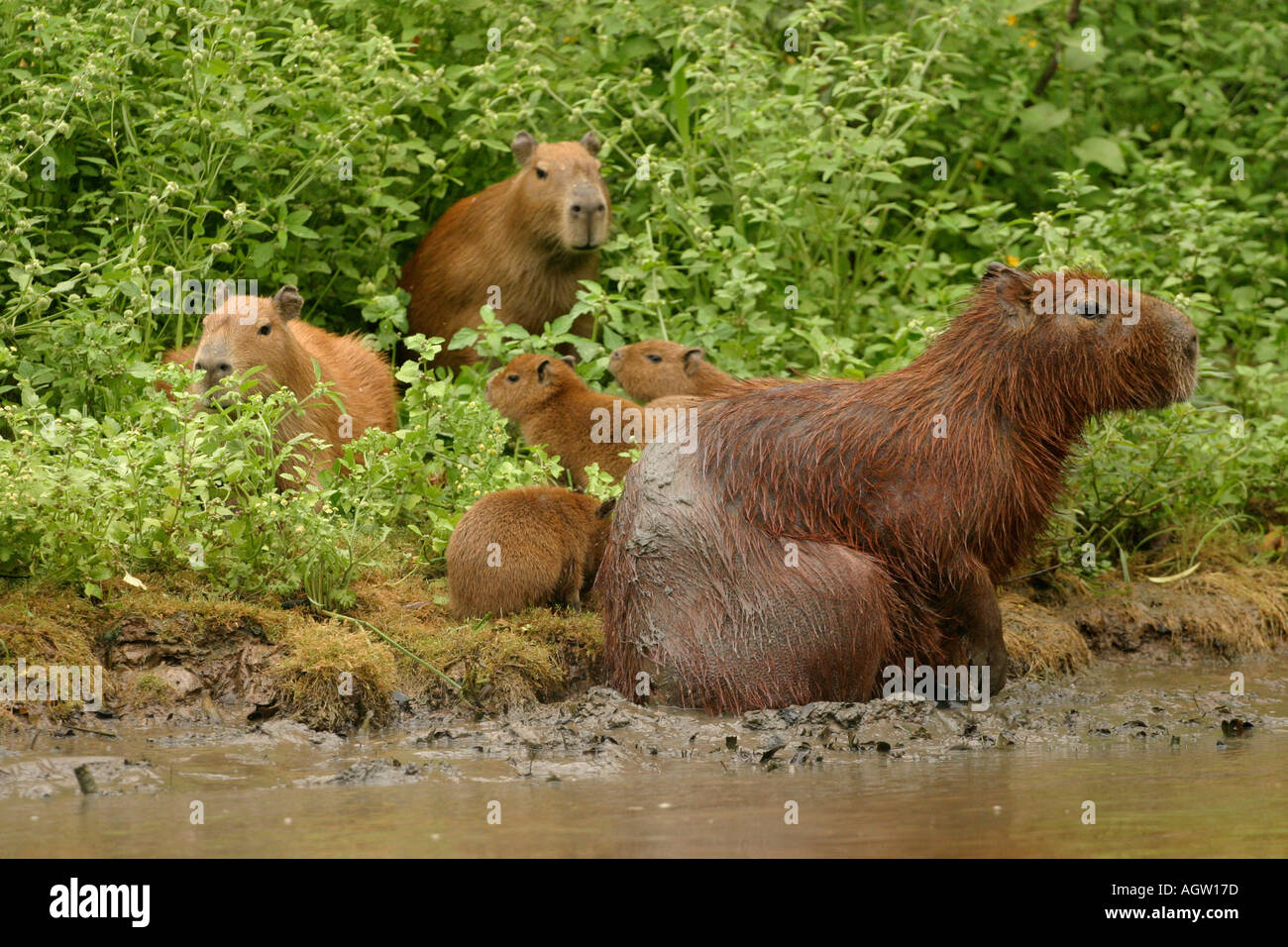 Capibaras hi-res stock photography and images - Alamy