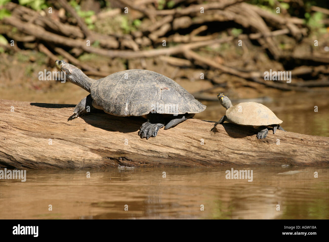 Parque nacional madidi, bolivia hi-res stock photography and images - Alamy