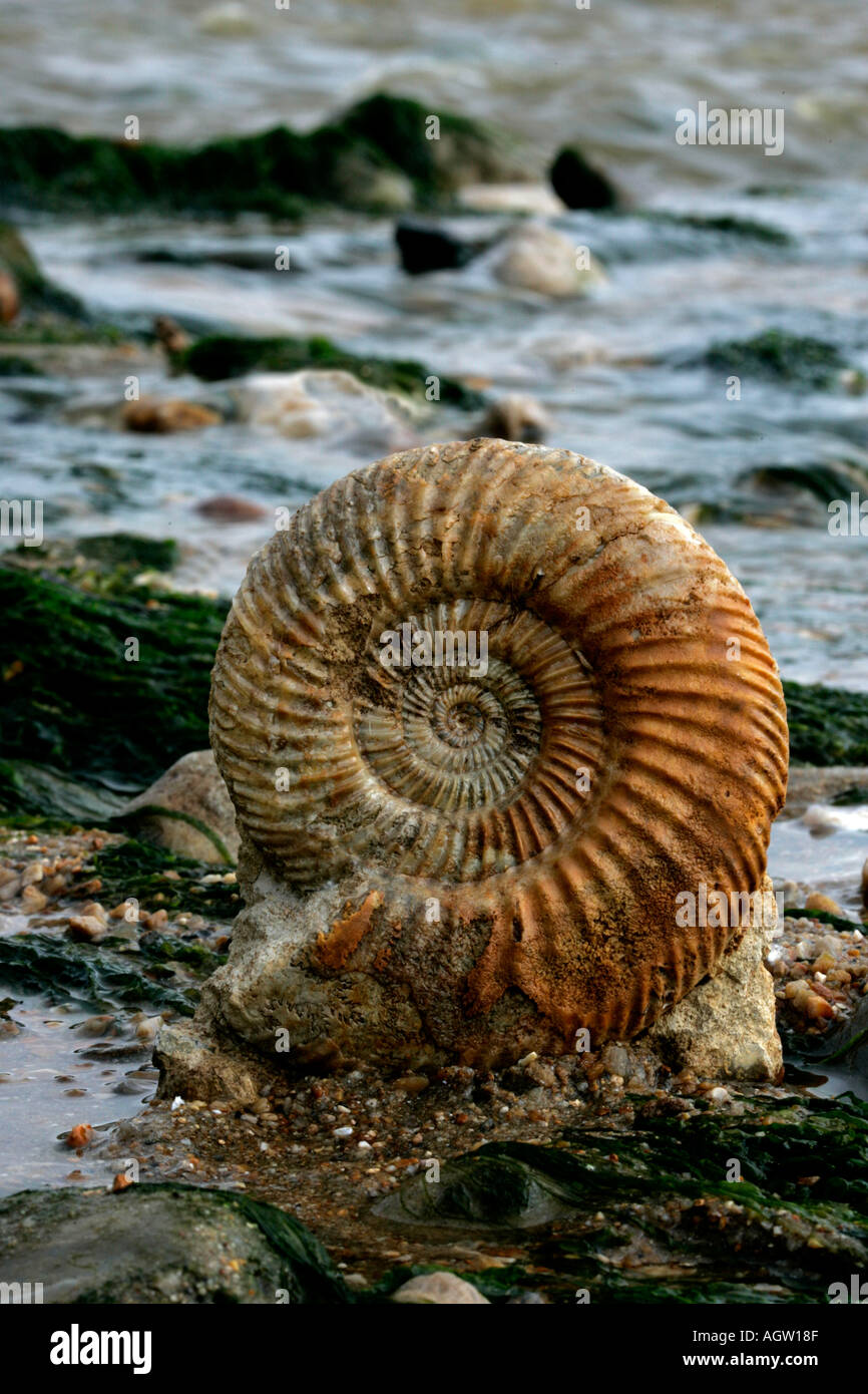 Ammonite Stock Photos & Ammonite Stock Images - Alamy