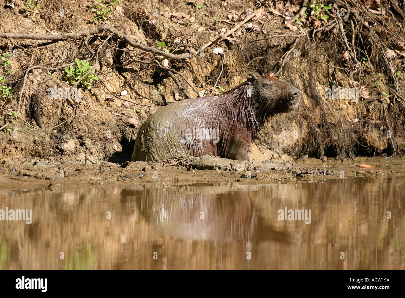 Capybara cooling down in the mud Bolivia Stock Photo - Alamy