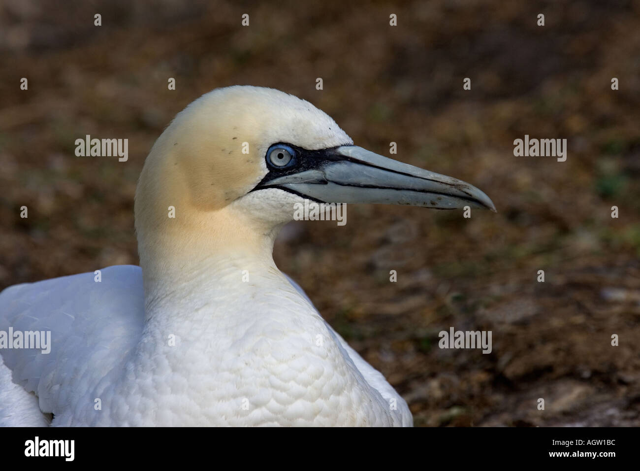 Saltee is hi-res stock photography and images - Alamy