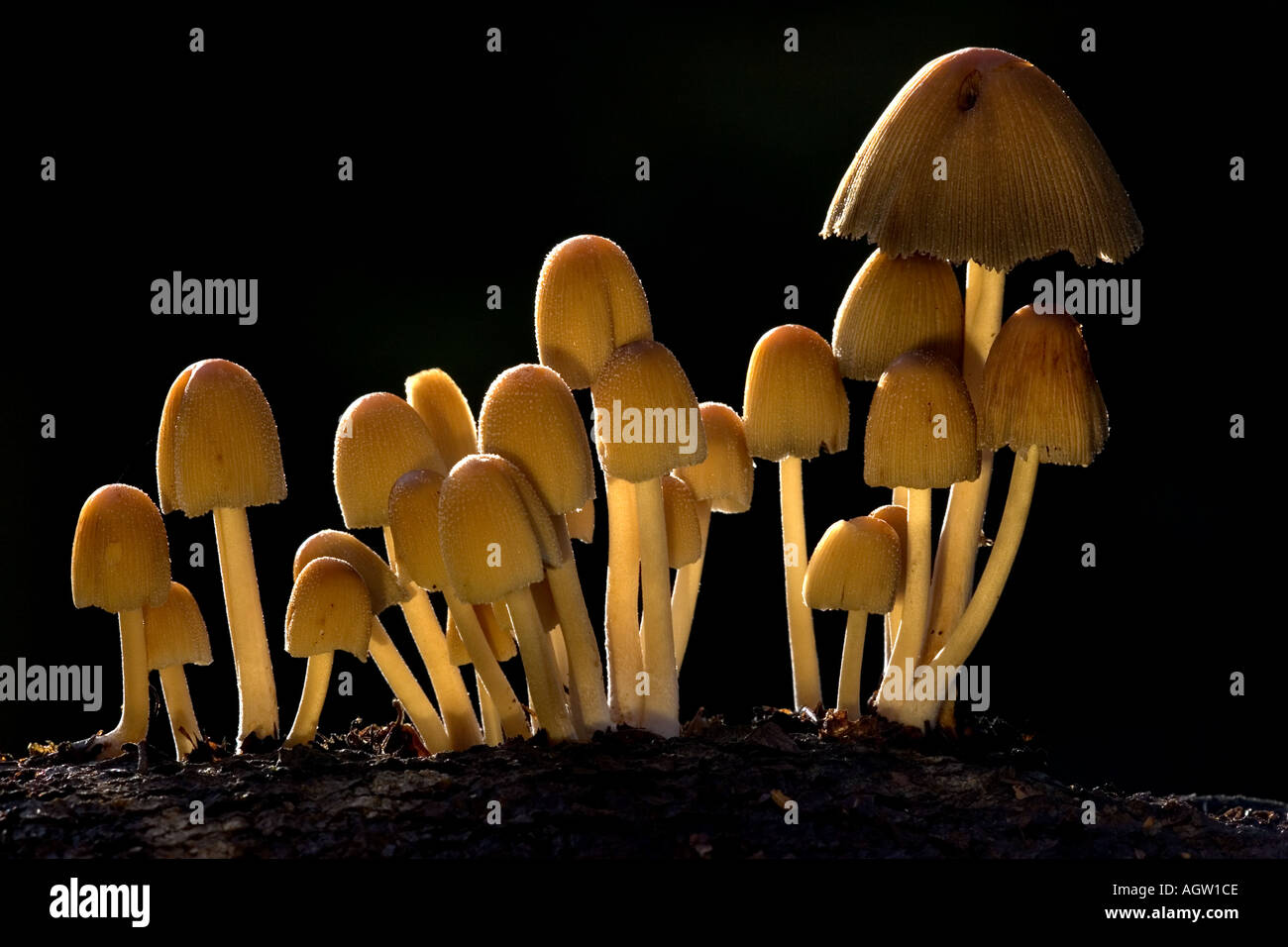Inkcaps hi-res stock photography and images - Alamy