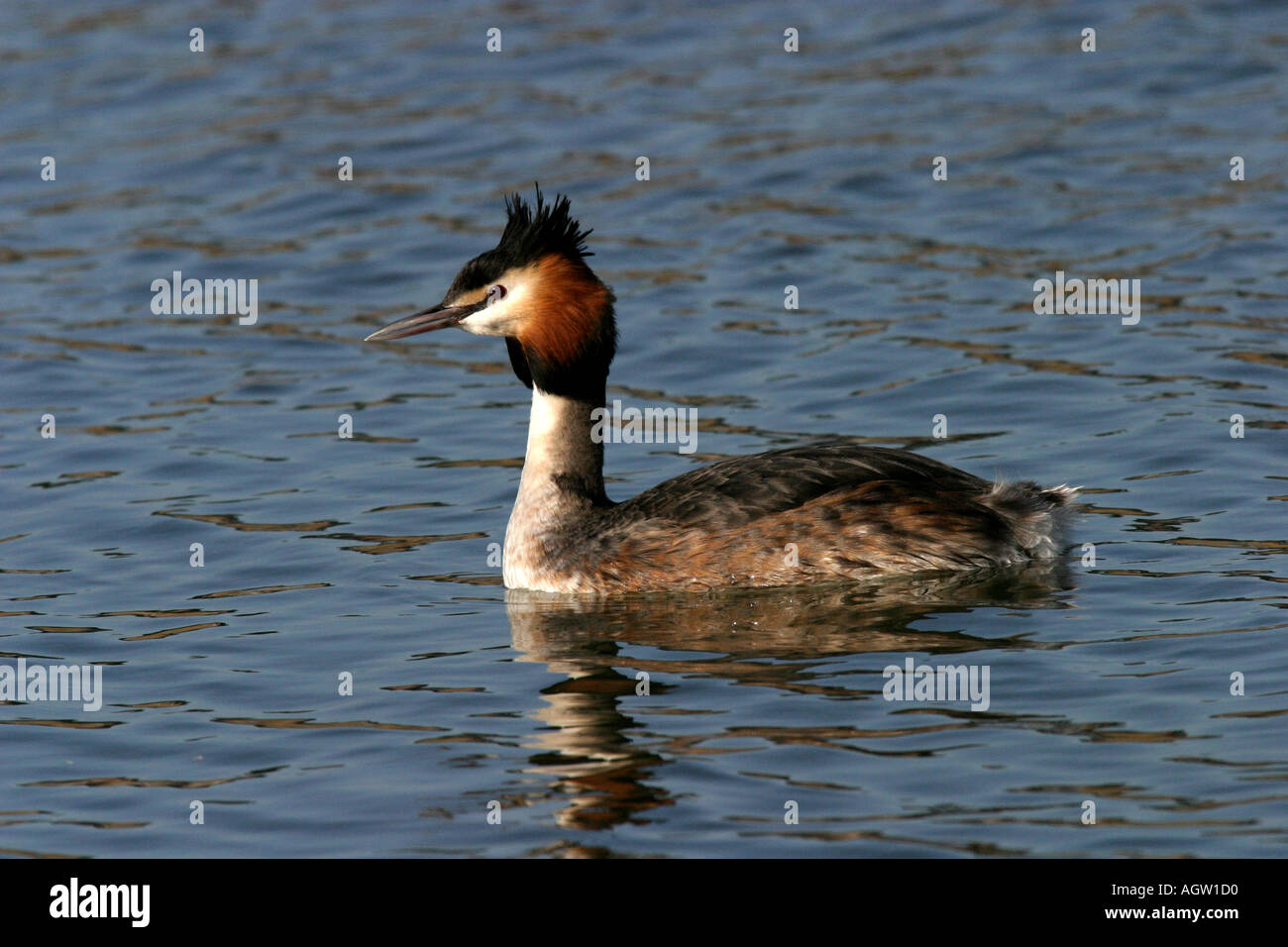 Great Crested Grebe, Radipole Lake, Weymouth, Dorset, England Stock ...