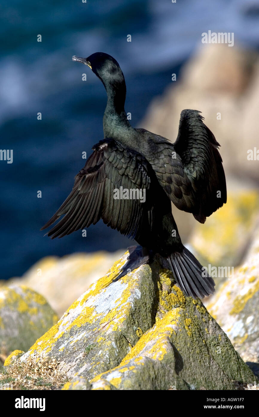 Shag resting on rocks hi-res stock photography and images - Alamy