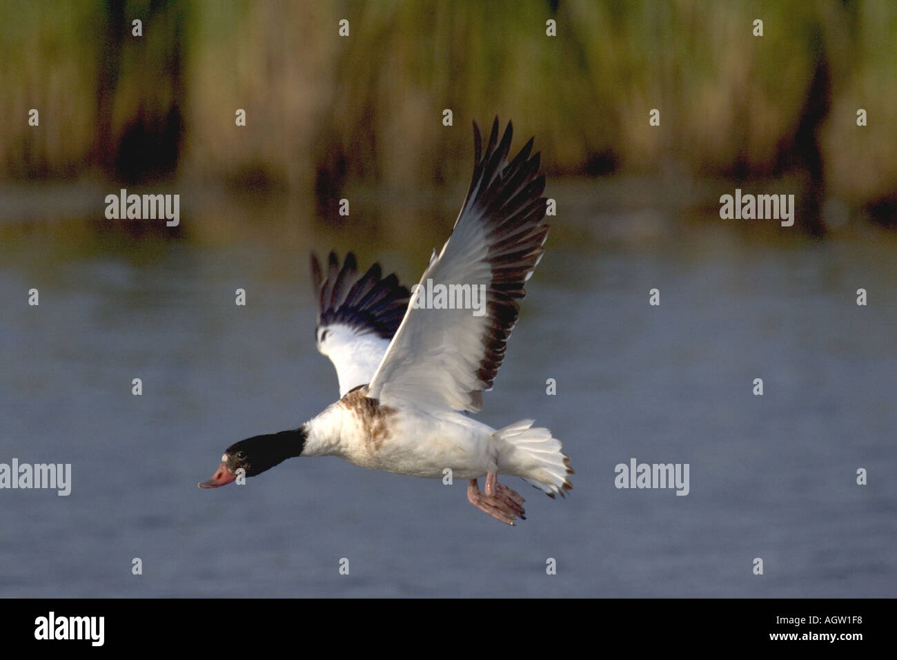 Shelduck in flight over lodmoor lake hi-res stock photography and ...