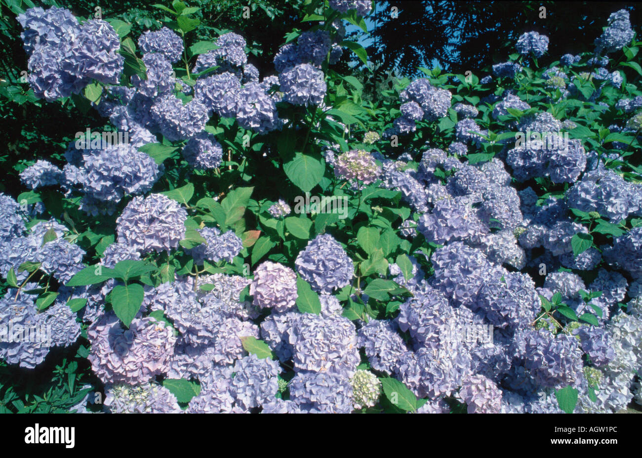 Hydrangea macrophylla ‘blue bonnet’ hi-res stock photography and images ...