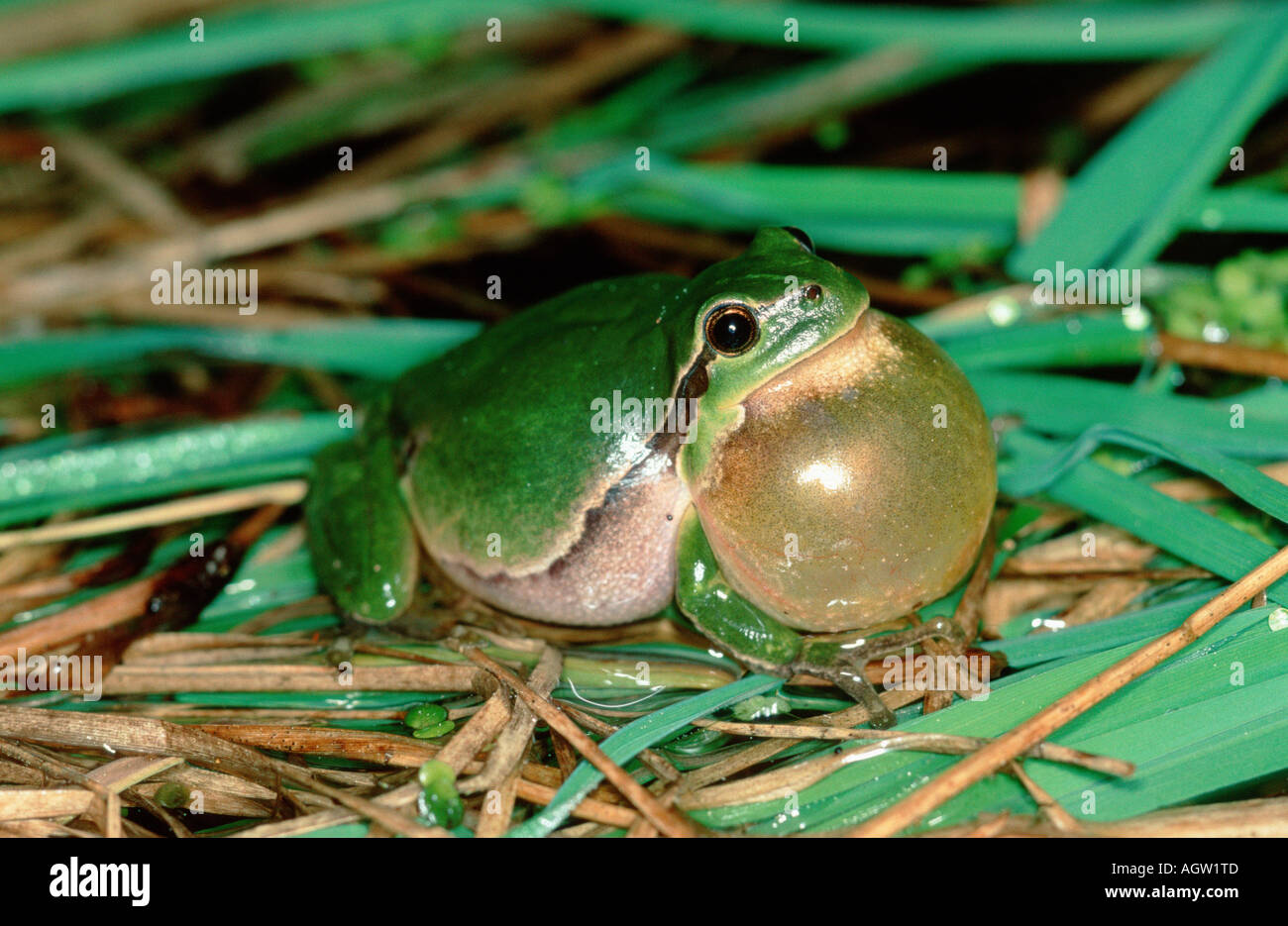 Tree Frog / Tree Toad Stock Photo - Alamy