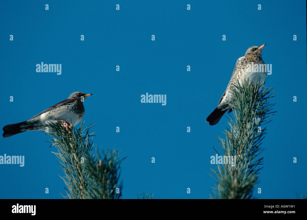 Two fieldfares hi-res stock photography and images - Alamy