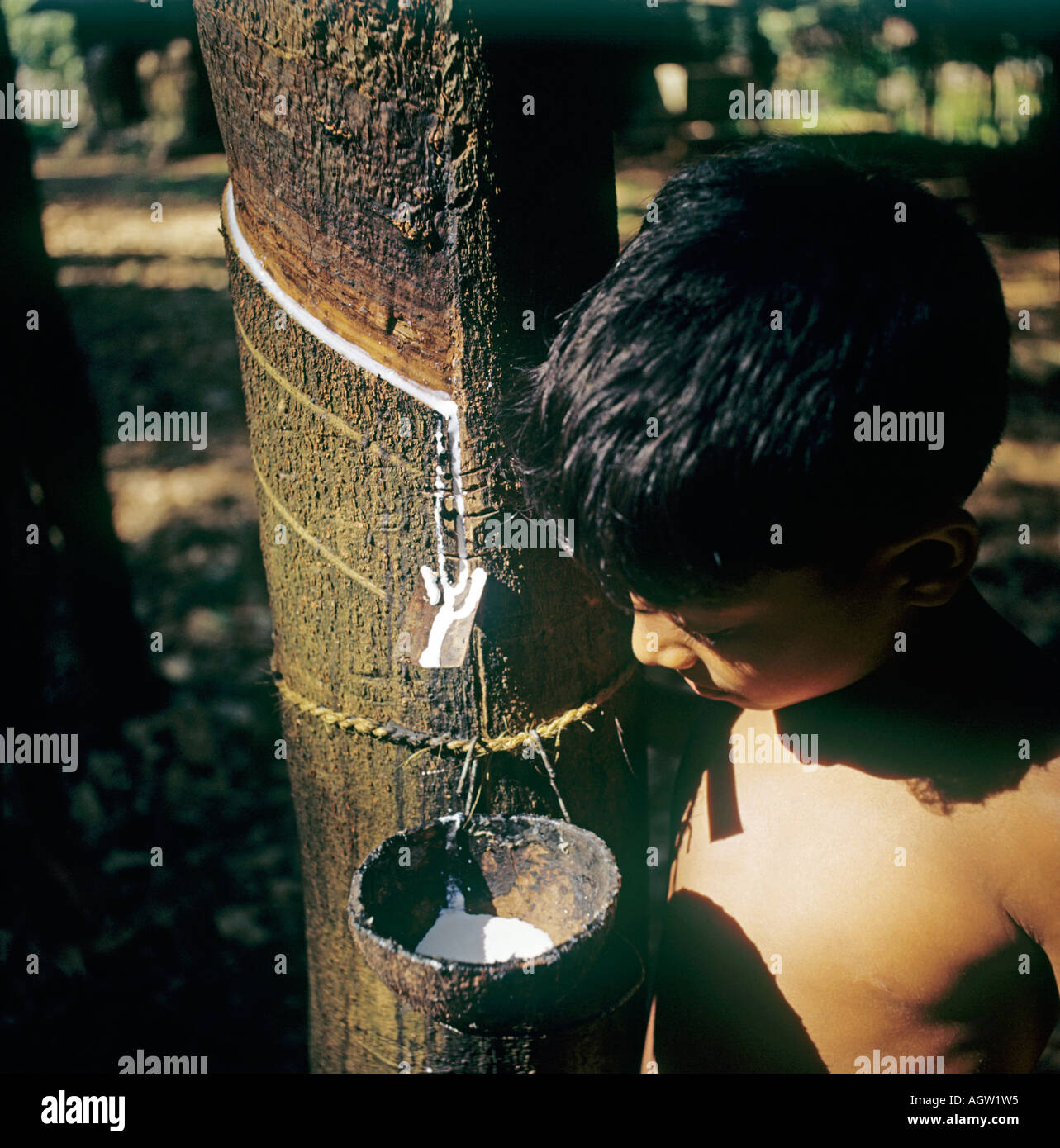 Rubber plantation kerala india rubber hi-res stock photography and ...