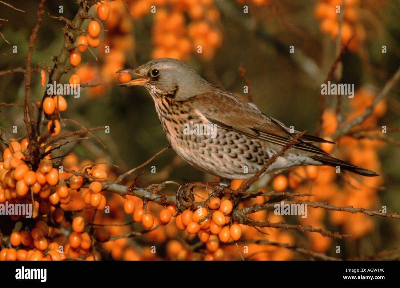Fieldfare eating berries hi-res stock photography and images - Alamy