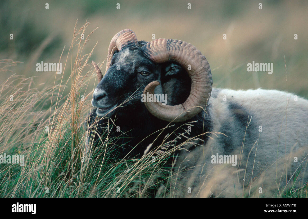 Gotland sheep hi-res stock photography and images - Alamy