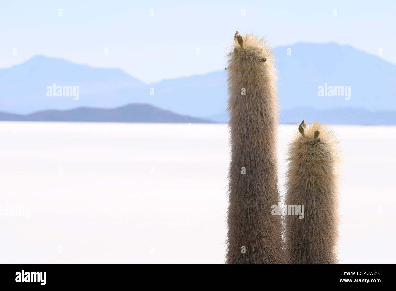 The view from Isla de Pescadores or Fish Island Salar de Uyuni Bolivia ...