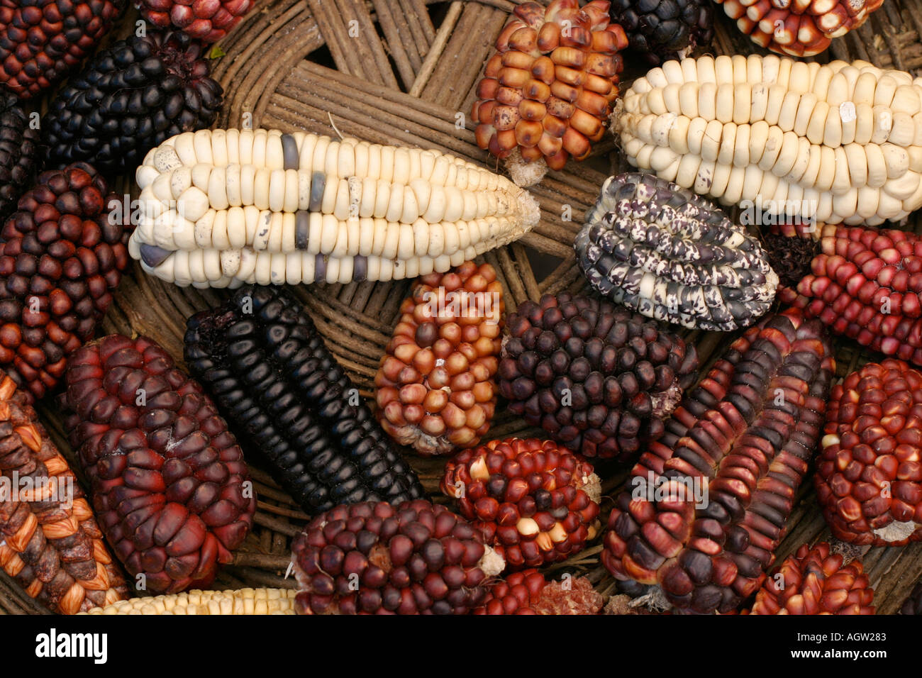 Andean corns Peru Stock Photo - Alamy
