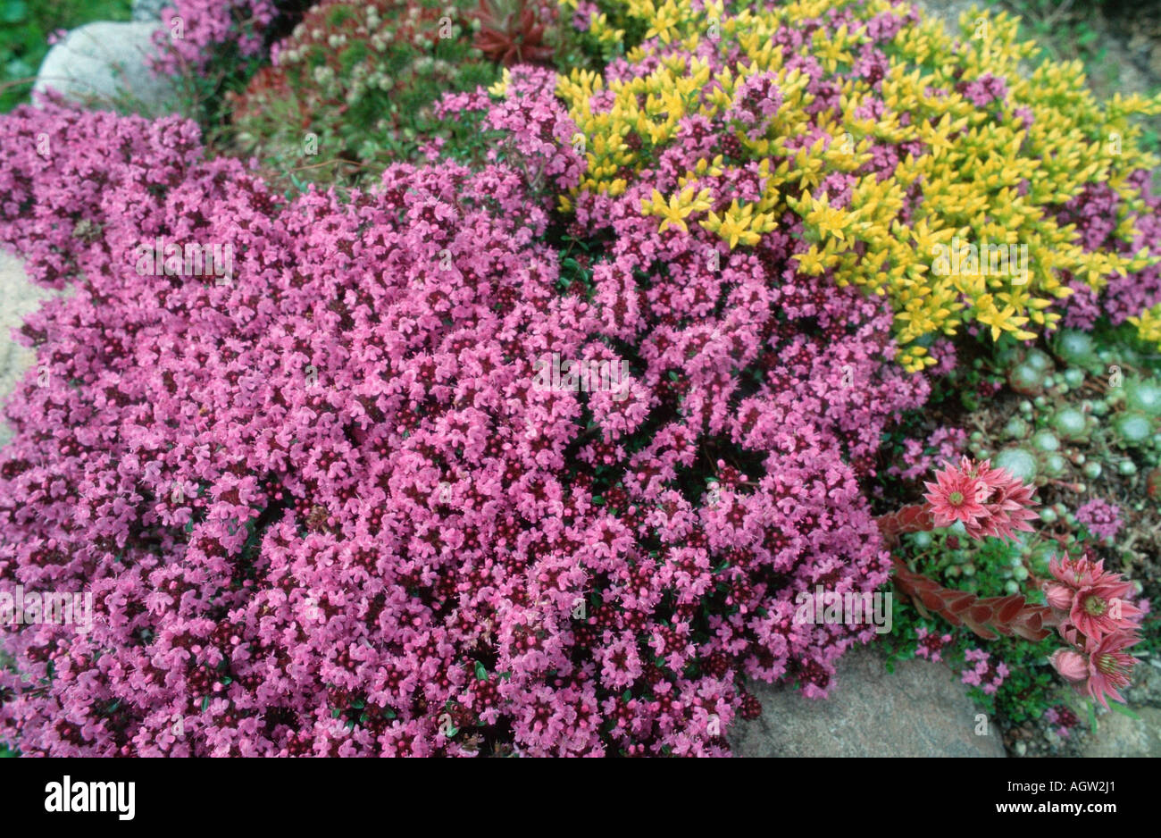 Biting flowers hi-res stock photography and images - Alamy