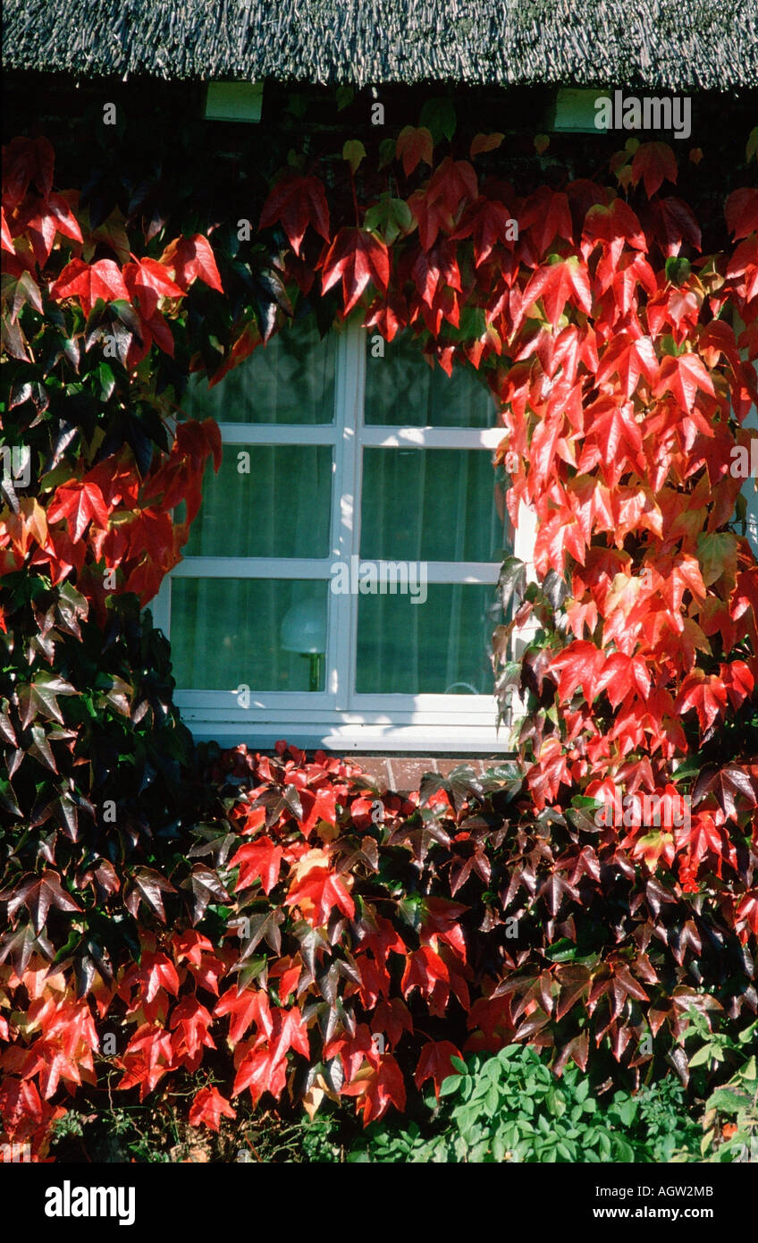 Window and vine Stock Photo - Alamy
