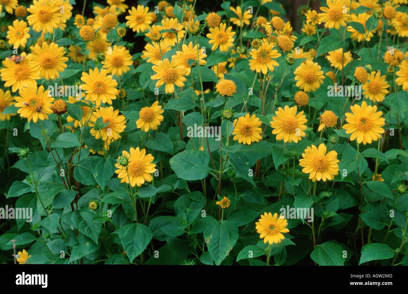Sunflower capenoch star hi-res stock photography and images - Alamy