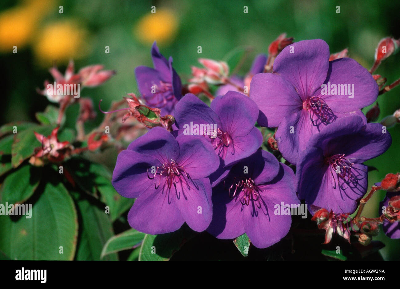 Princess flower hi-res stock photography and images - Alamy