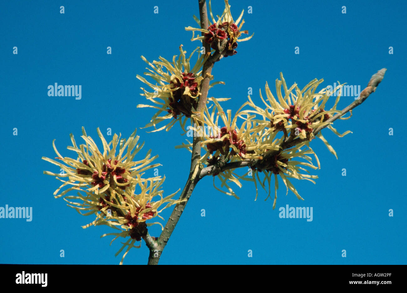 Chinese witch hazel hi-res stock photography and images - Alamy