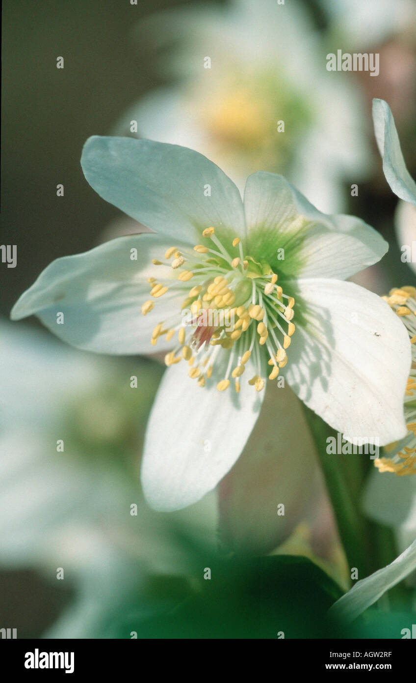 Upright hellebore hi-res stock photography and images - Alamy