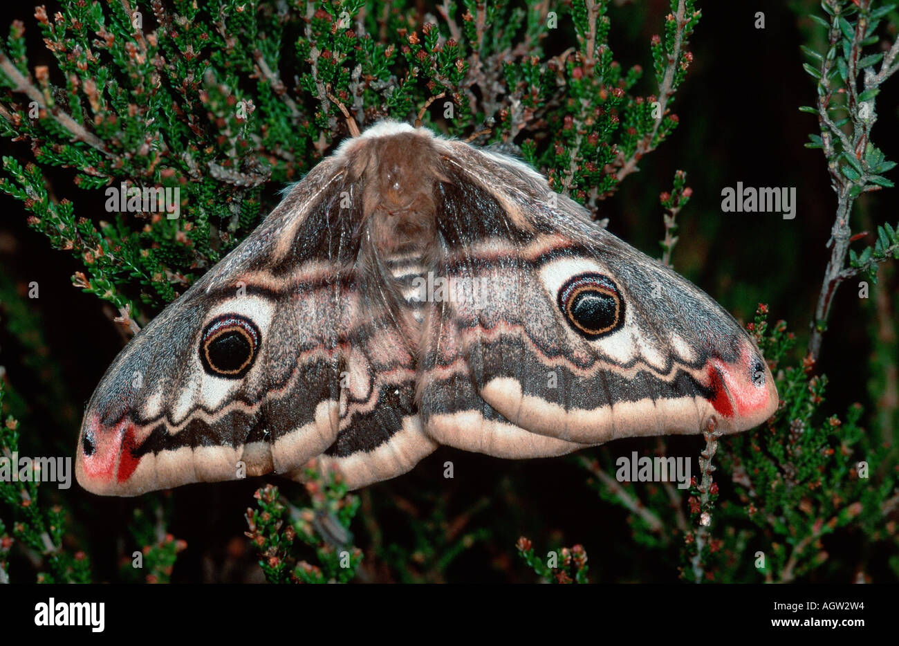 The moth hi-res stock photography and images - Alamy