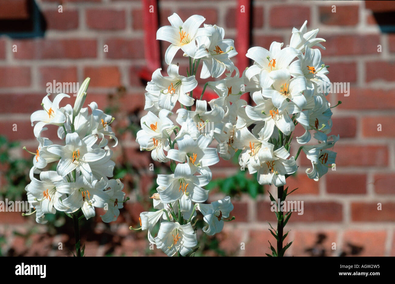 Madonna lily lily hi-res stock photography and images - Alamy