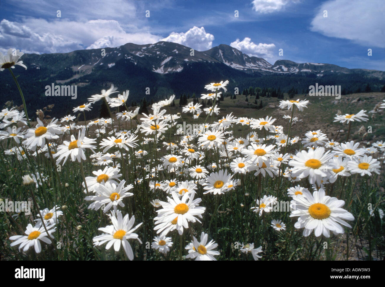 Wildflowers in Colorado mountains Stock Photo - Alamy
