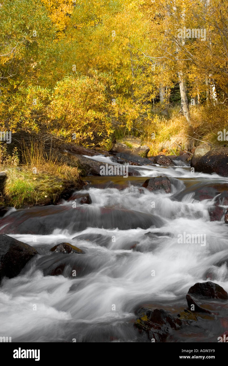 McGee Creek and yellow Aspen trees in the California Eastern Sierra ...